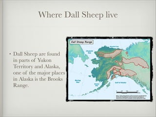 Dall Sheep Slide Show | PPT