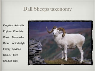 Dall Sheep Slide Show | PPT