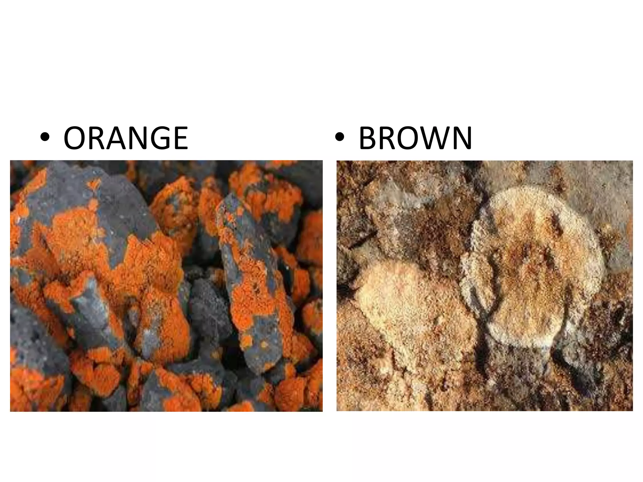 LICHENS | PPT