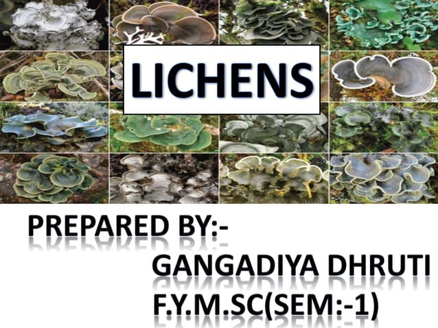 LICHENS | PPT