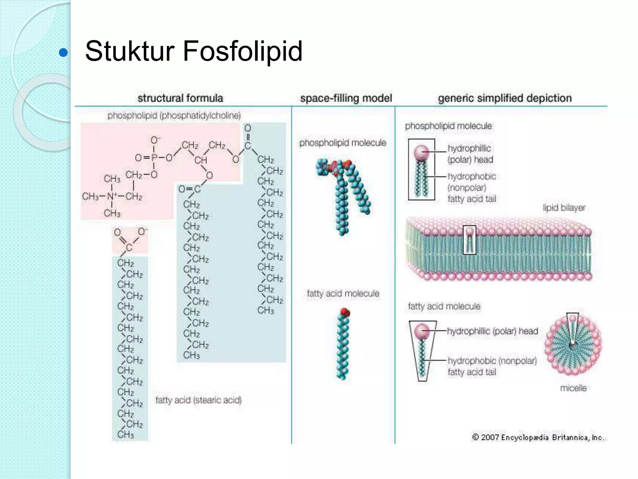 Lipid | PPTX