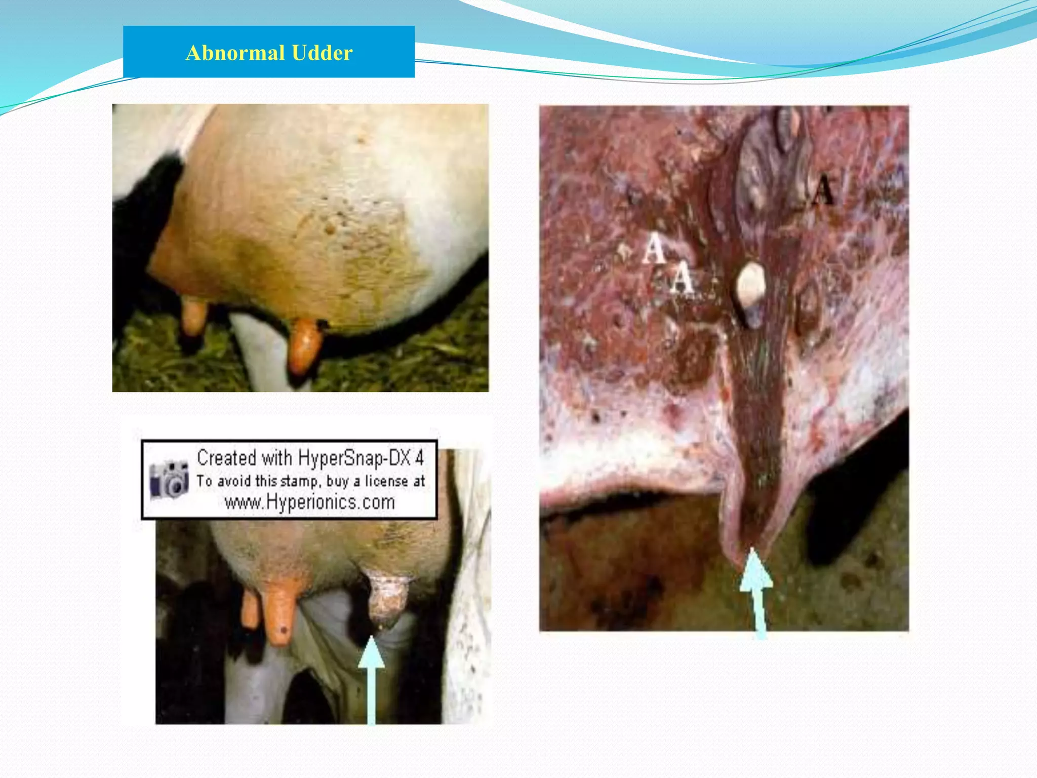 mastitis in animals | PPTX