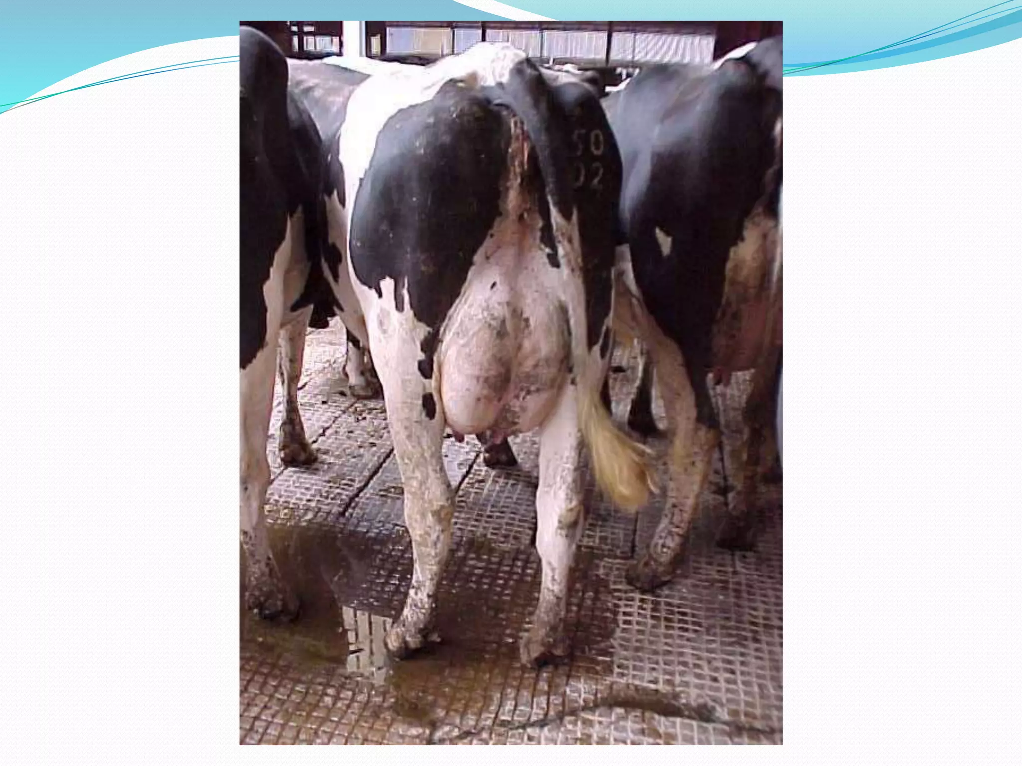 mastitis in animals | PPTX
