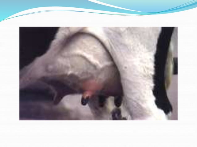 mastitis in animals | PPTX