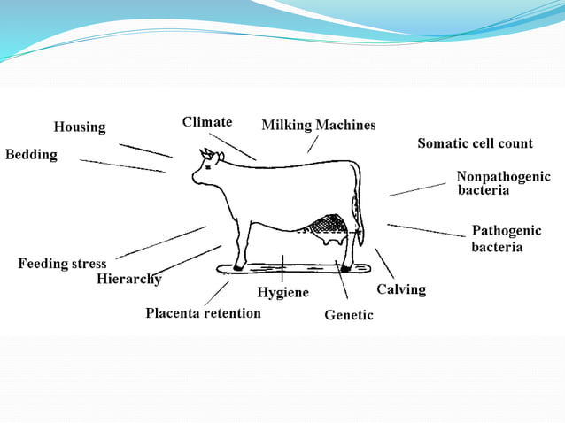mastitis in animals | PPTX