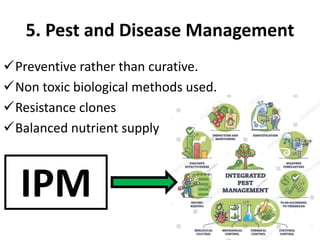Organic tea cultivation & production in Sri Lanka | PPTX
