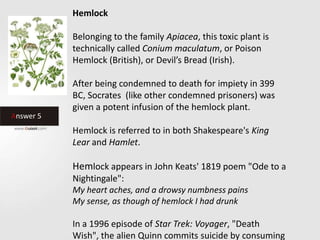 Answers - Mixed Bag Quiz | PPTX