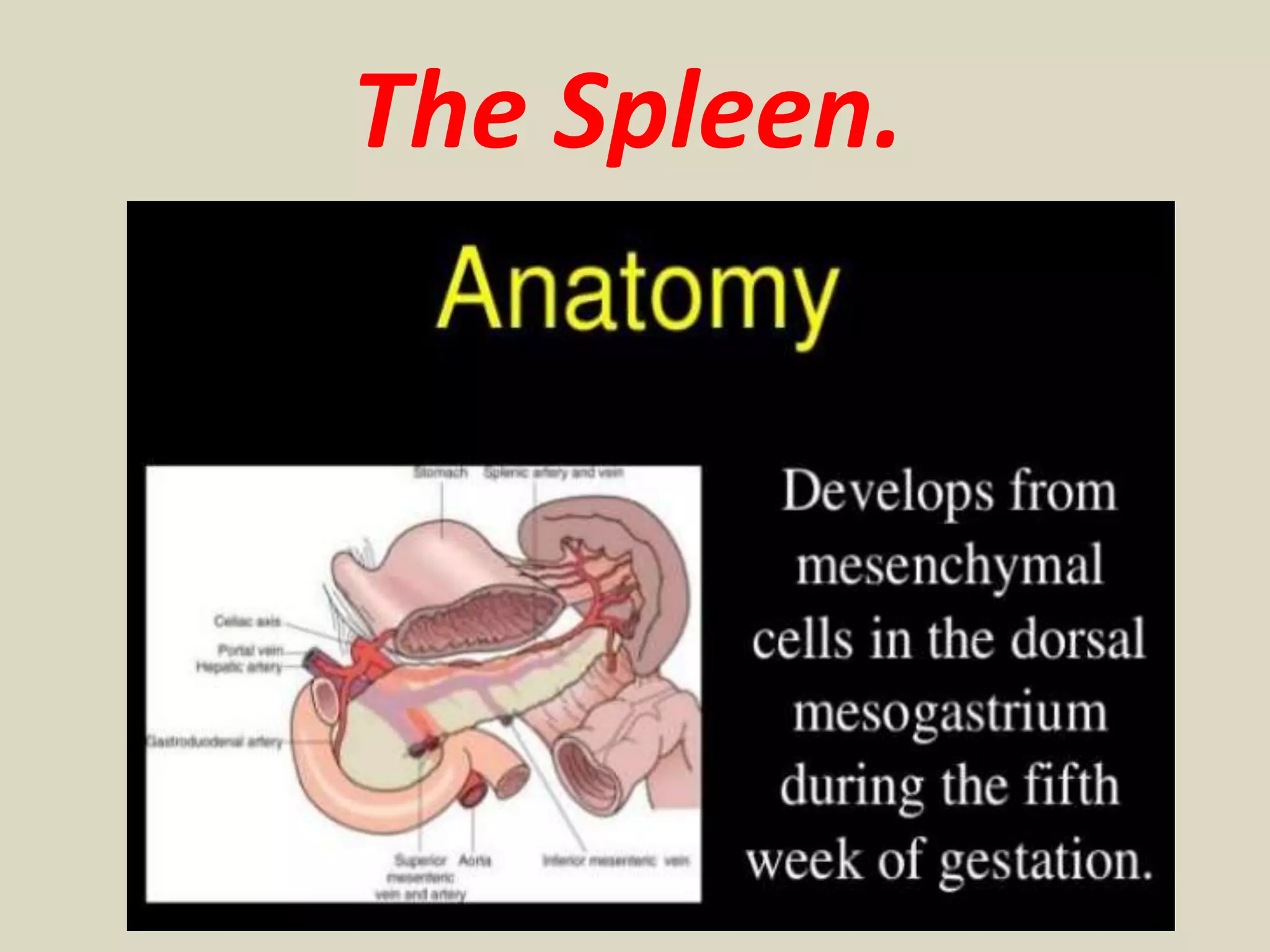 Presentation2, radiological anatomy of the liver and spleen. | PPTX