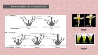 Presentation2 self incompatibility | PPT