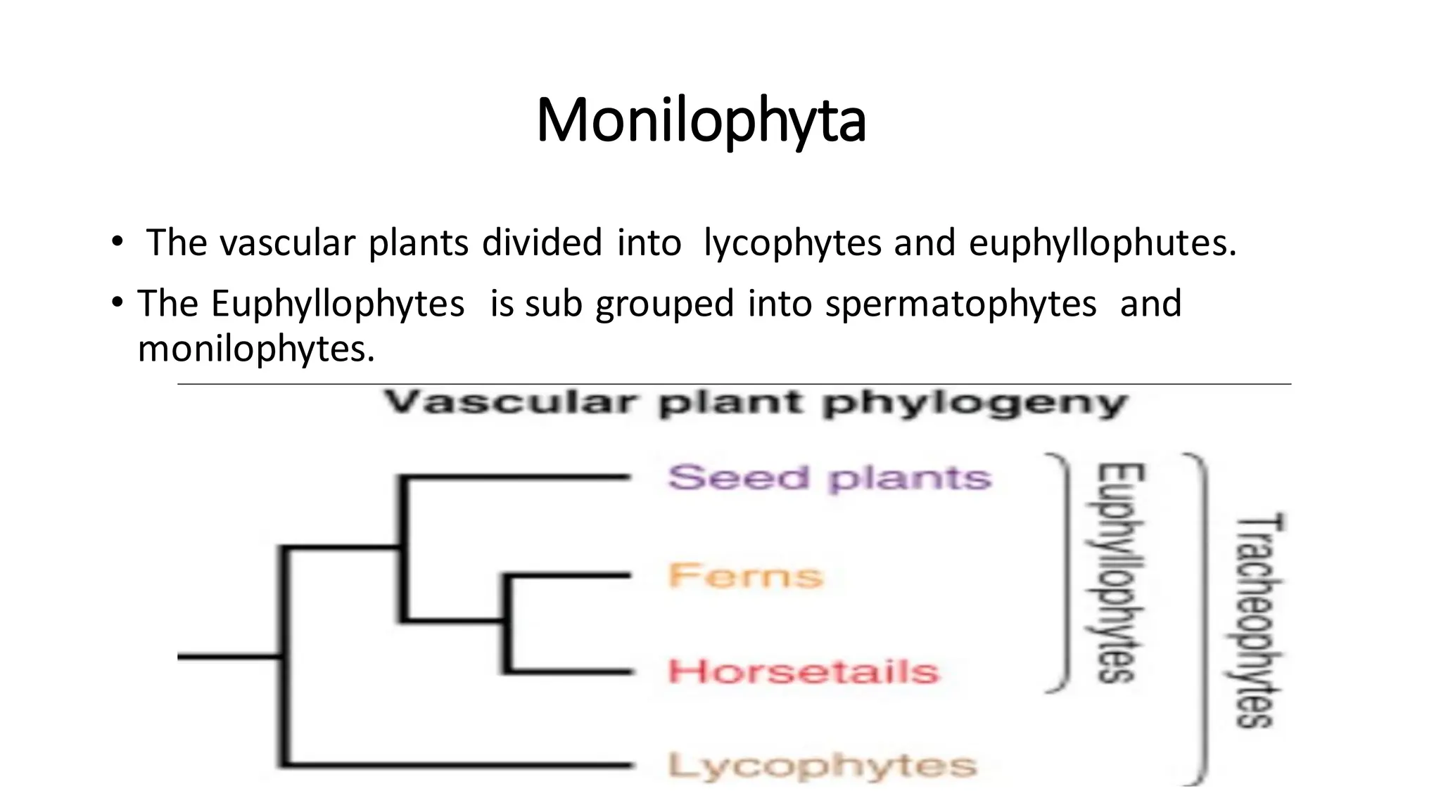 Monilophyta, Ancient plant group of Pteridophytes | PPT