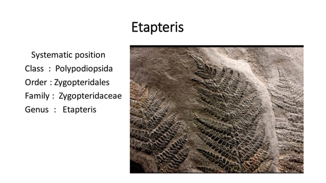 Monilophyta, Ancient plant group of Pteridophytes | PPT