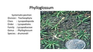 Monilophyta, Ancient plant group of Pteridophytes | PDF