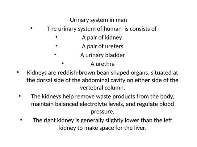 Male Urinary System: Structure & Function | PPT