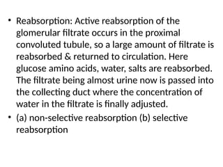 Male Urinary System: Structure & Function | PPT