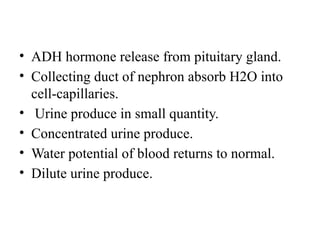 Male Urinary System: Structure & Function | PPT