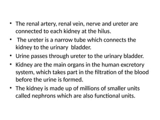 Male Urinary System: Structure & Function | PPTX