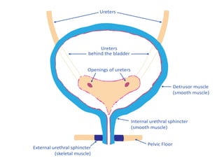 Male Urinary System: Structure & Function | PPTX
