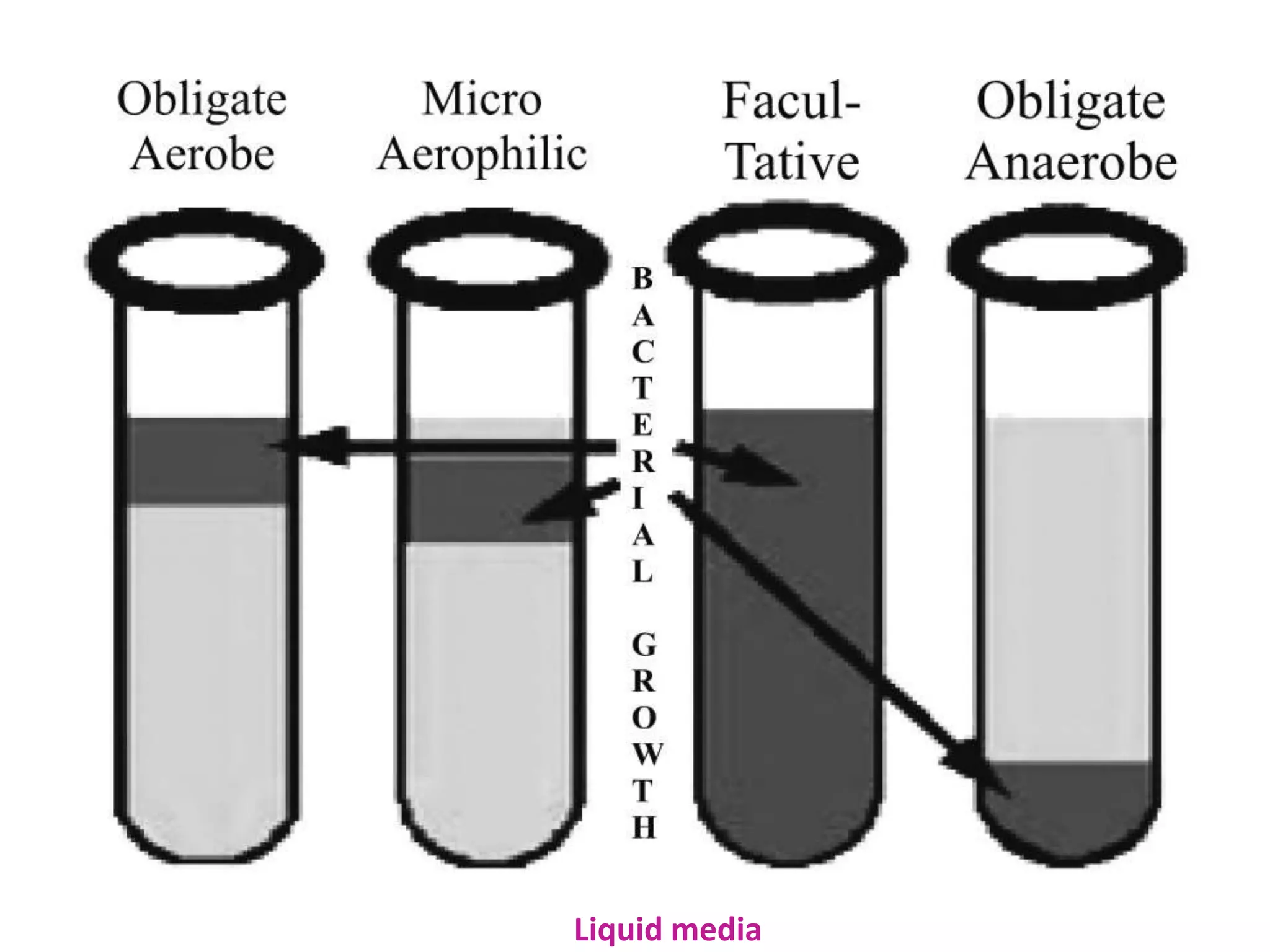 Isolation & screening of microbes.pptx