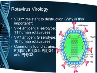 Rotavirus - Simplified Virology, Statistics, Symptoms, Vaccination ...