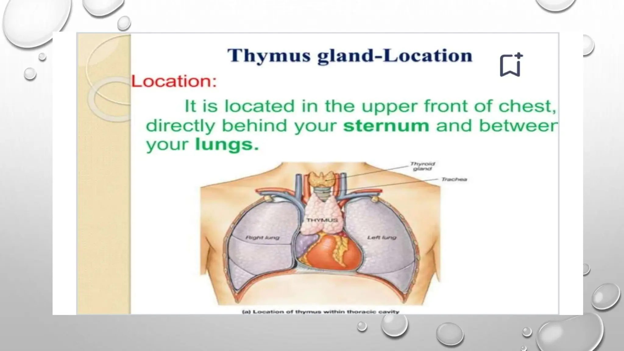 Topic -- Thymus gland , Thymus gland ppt | PPTX | Thyroid Disorders ...
