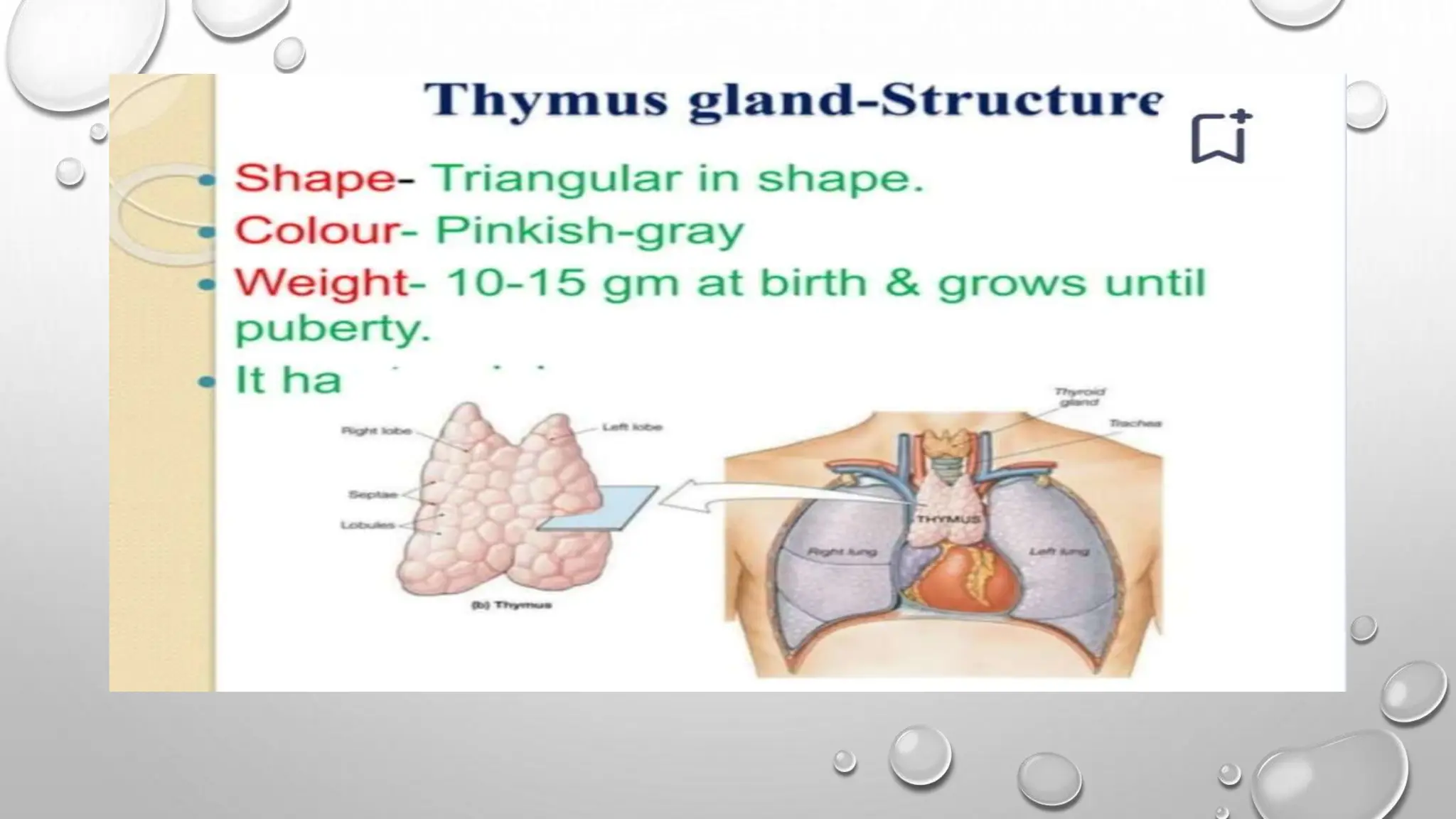 Topic -- Thymus gland , Thymus gland ppt | PPTX | Thyroid Disorders ...