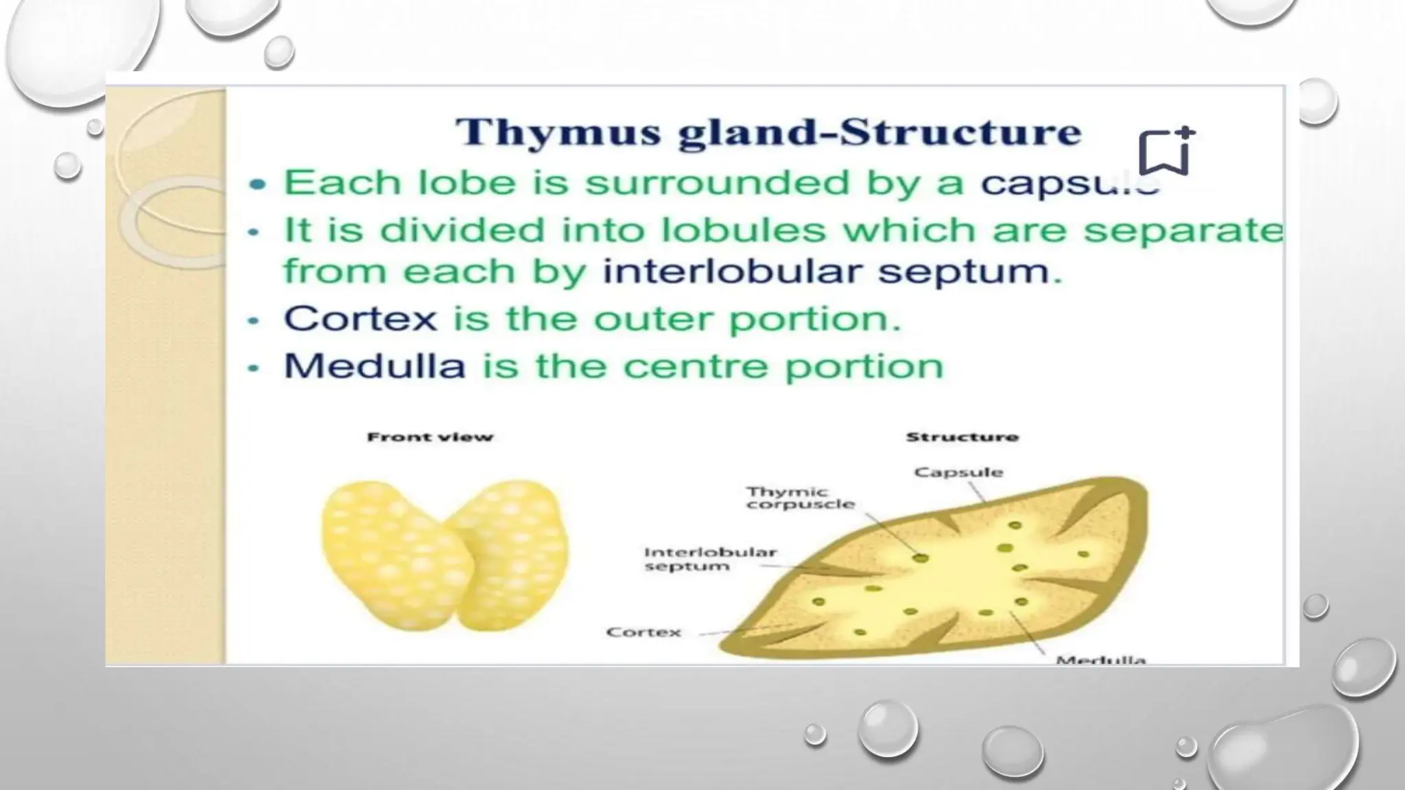 Topic -- Thymus gland , Thymus gland ppt | PPTX | Thyroid Disorders ...