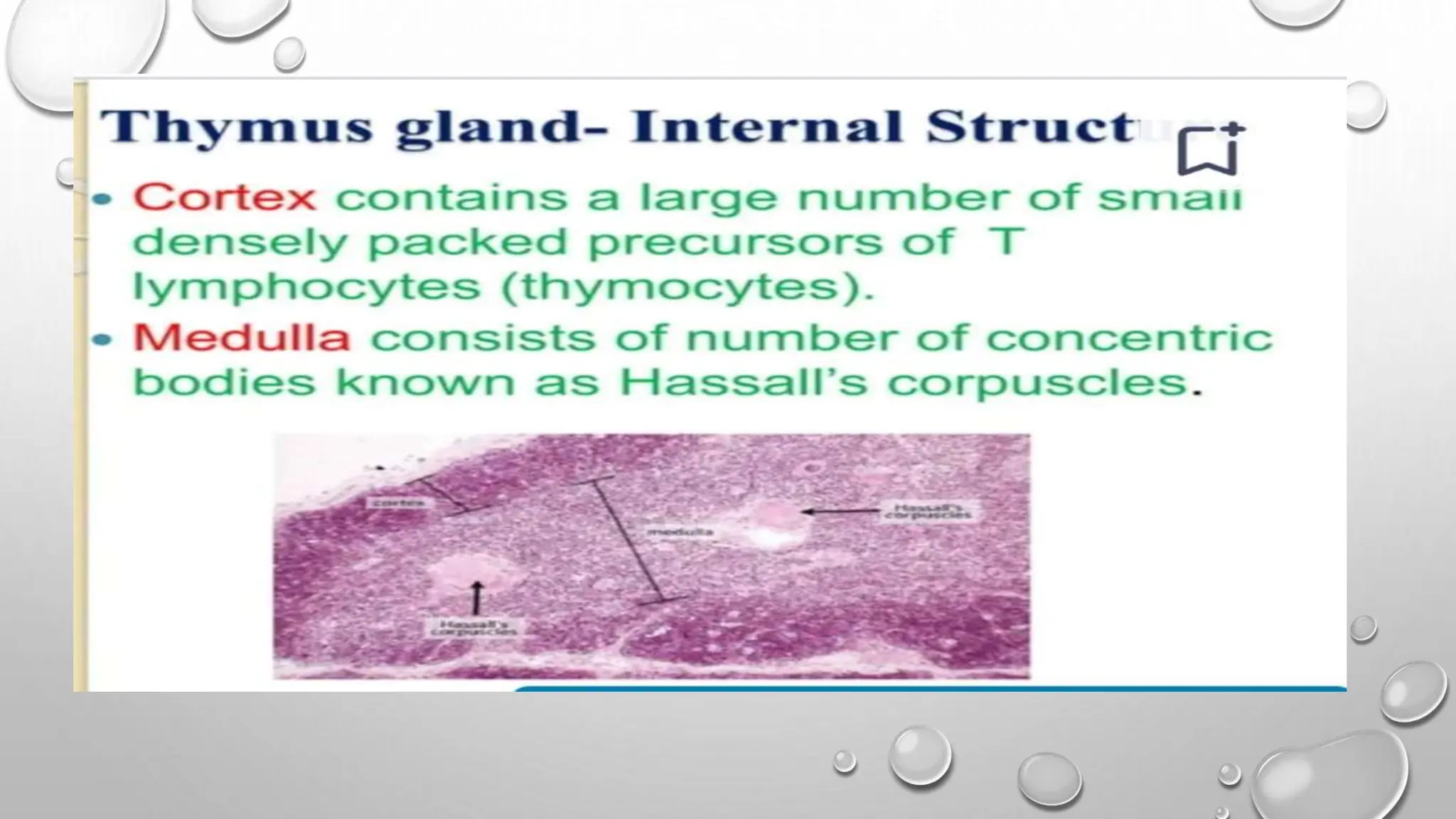 Topic -- Thymus gland , Thymus gland ppt | PPTX | Thyroid Disorders ...