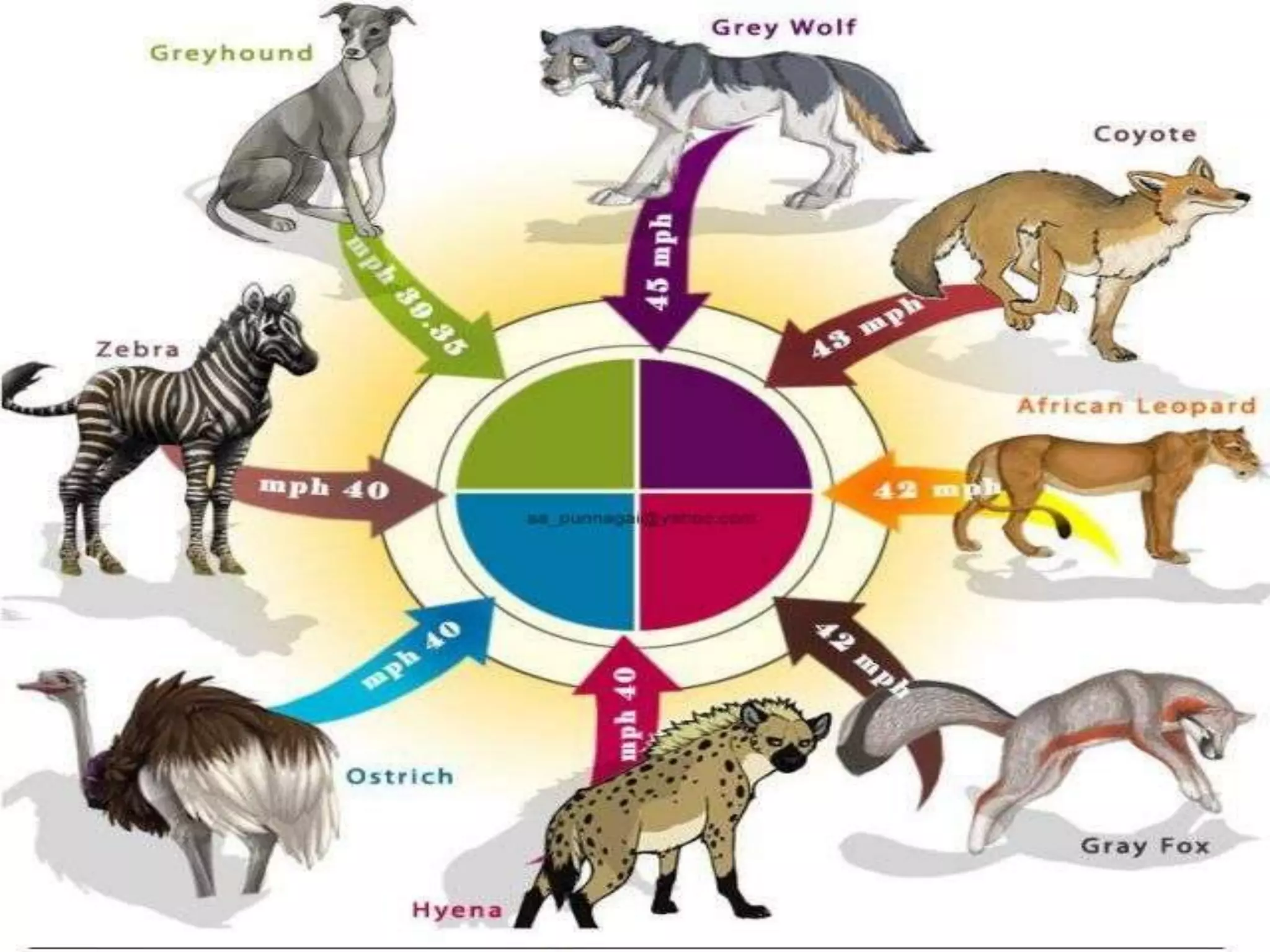 Fastest and Slowest Animals.. | PPTX