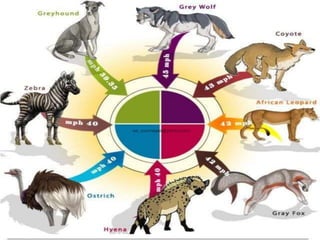 Fastest and Slowest Animals.. | PPTX