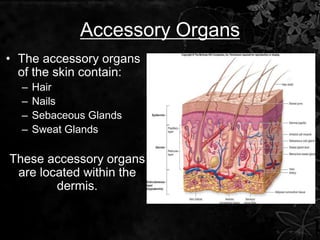 Presentation 3 | PPTX | Skin and Dermatology | Diseases and Conditions