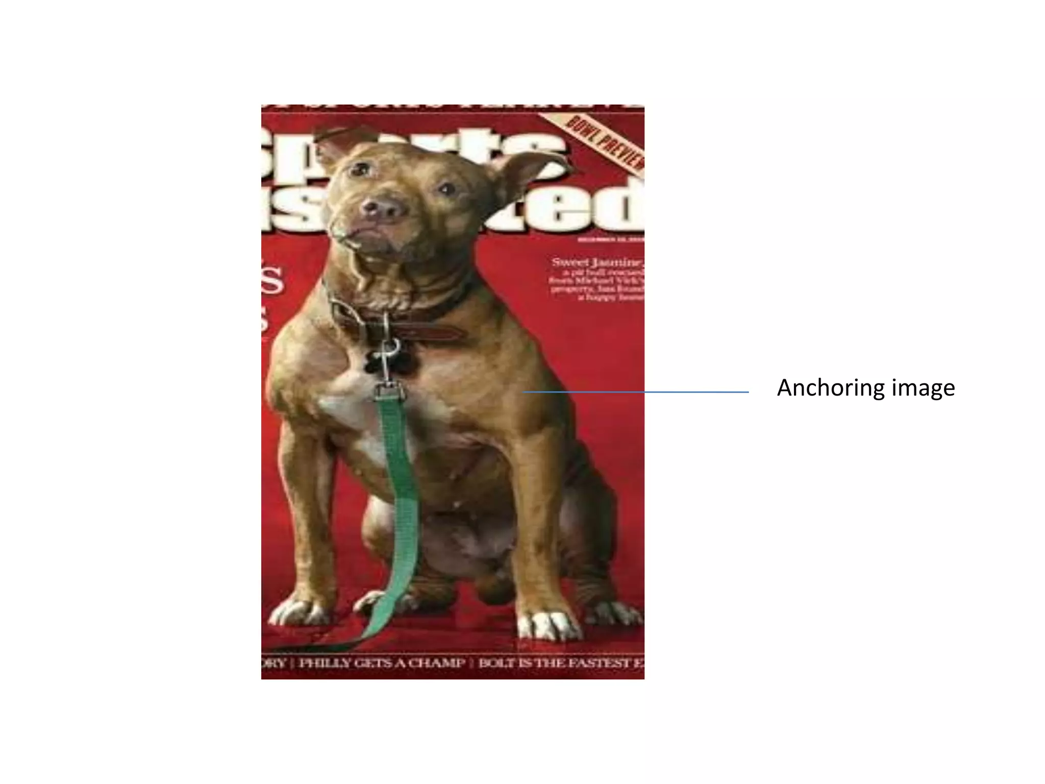 Animal magazine cover | PPTX