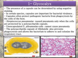 Glycocalyx Bacteria