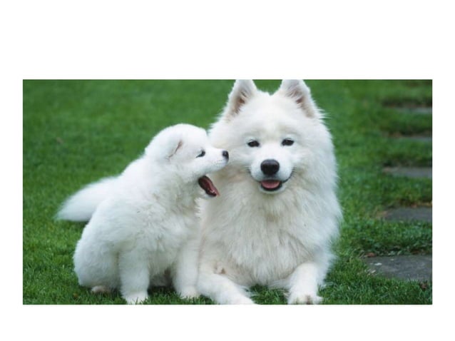 Non downloadable dogs | PPTX