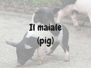 Italian Vocabulary Words: Farm Animals | PPT