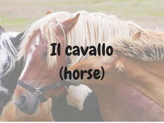 Italian Vocabulary Words: Farm Animals | PPT