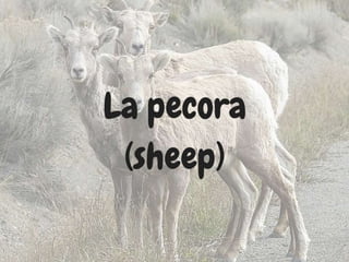 Italian Vocabulary Words: Farm Animals | PPT