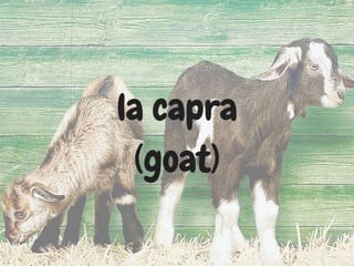 Italian Vocabulary Words: Farm Animals | PPT