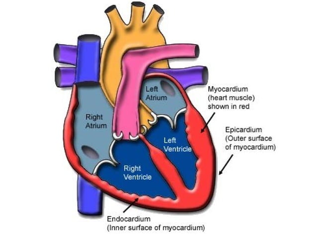 Anatomija srca | PPT