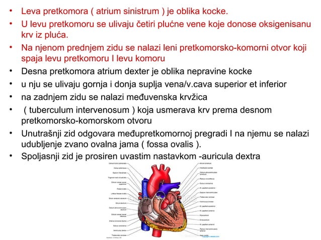 Anatomija srca | PPT