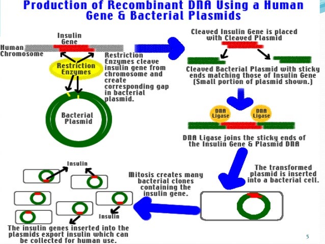 Applications of recombinant dna technology in medicine pdf