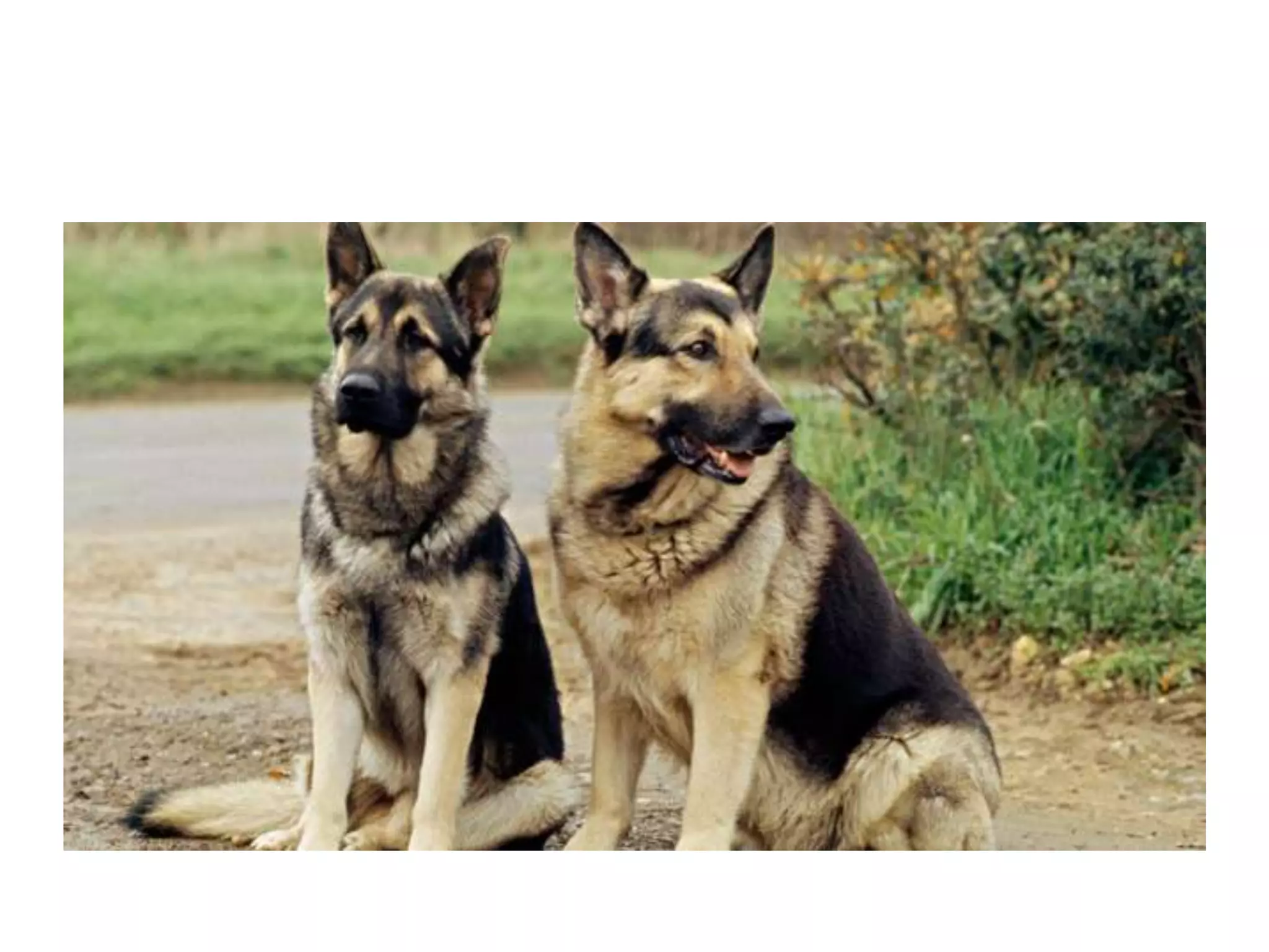My awesome dogs presentation | PPTX