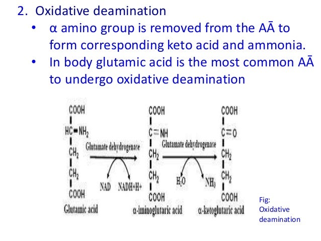 Chemistry of Amino Acids
