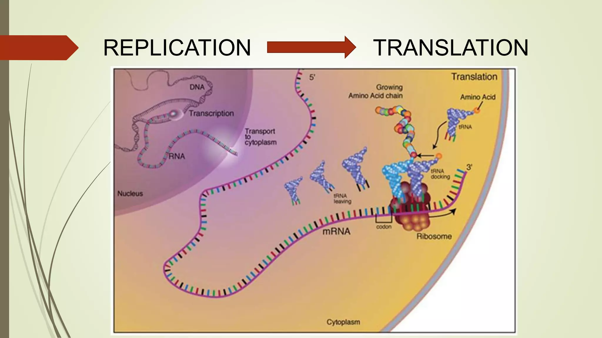 Protein folding and proteostasis | PPTX