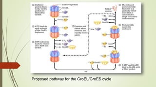 Protein folding and proteostasis | PPTX