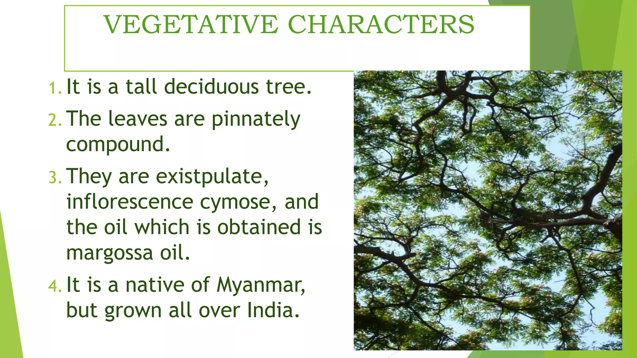 neem tree benefits | PPTX