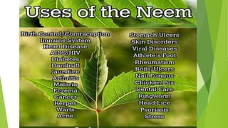 neem tree benefits | PPTX