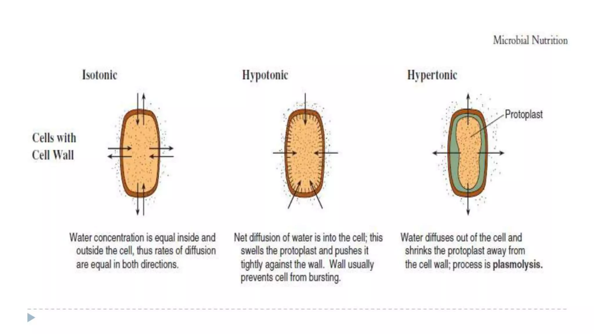 isolation of microbes | PPTX | Biological Sciences | Science