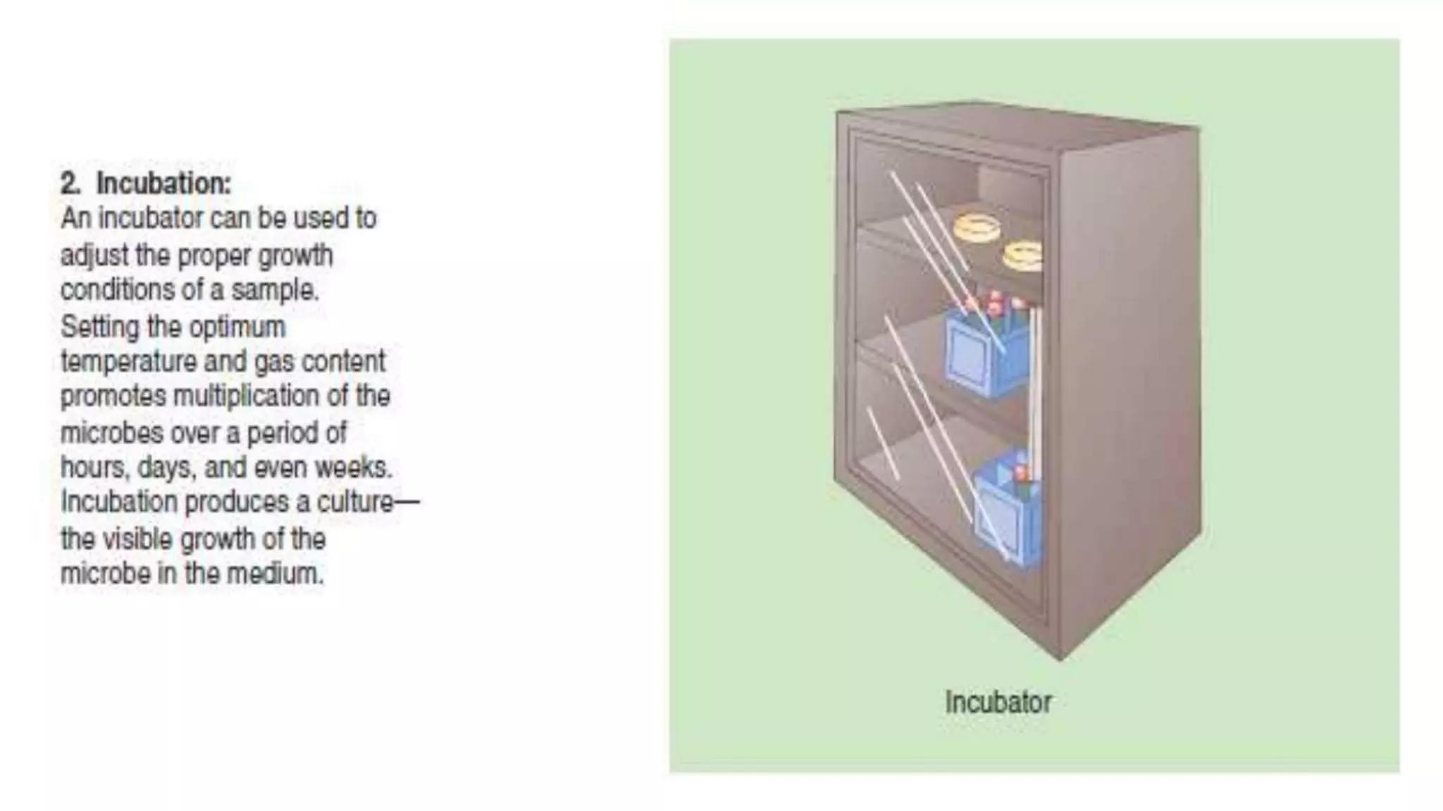 isolation of microbes | PPTX | Biological Sciences | Science