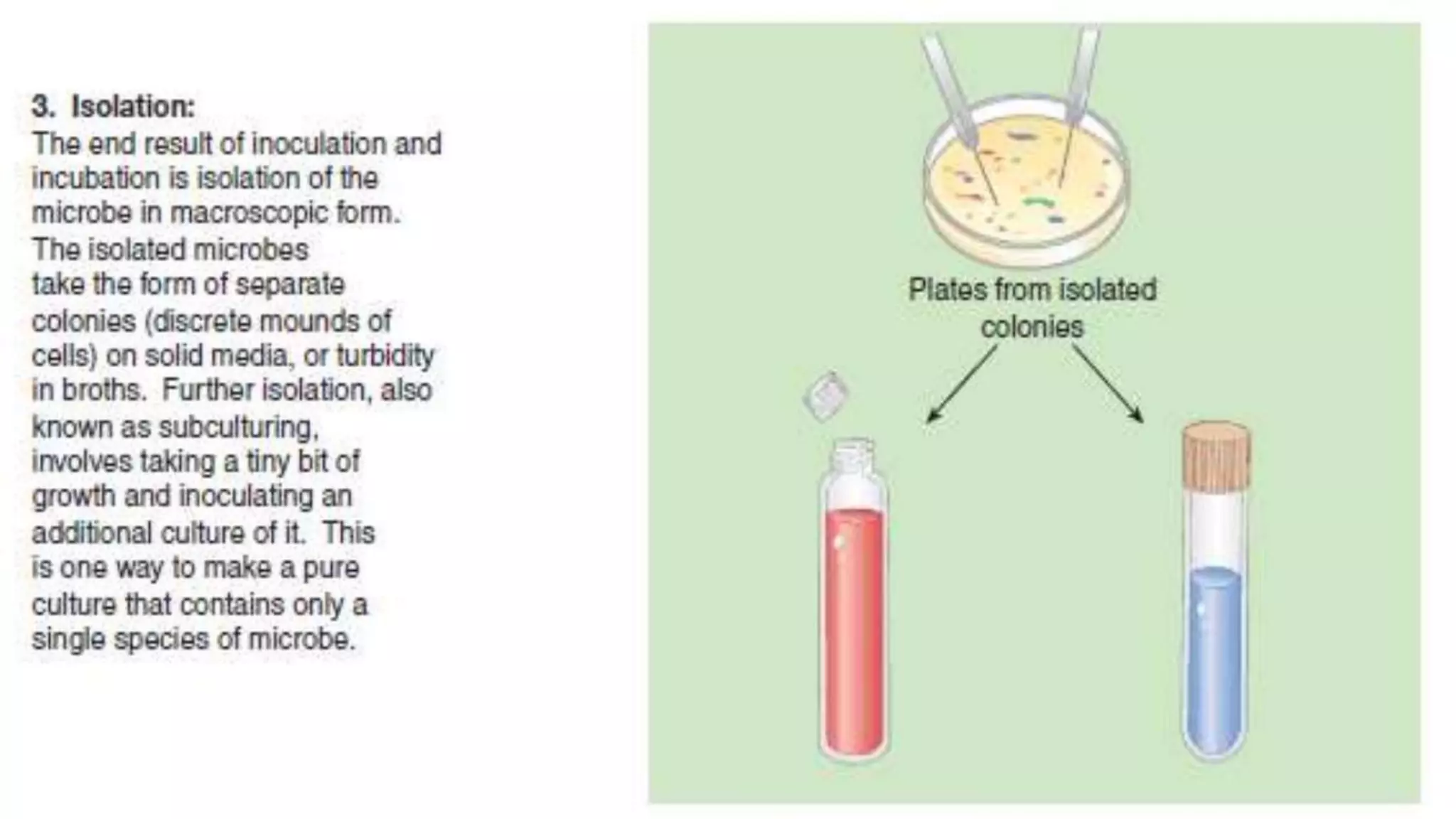isolation of microbes | PPTX | Biological Sciences | Science