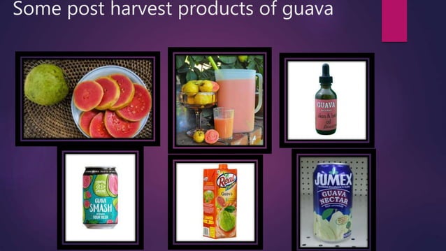 Guava | PPTX | Agriculture | Industries